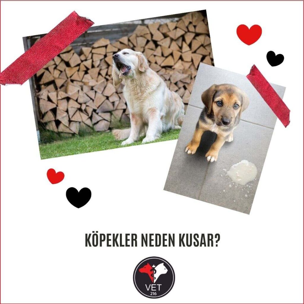 Köpekler Neden Kusar? - Vet216 Koşuyolu Veteriner Kliniği