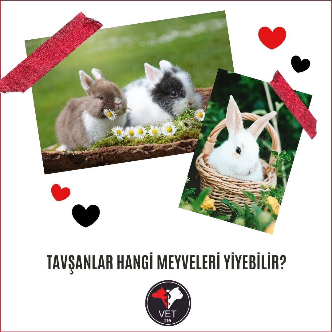 Tavşanlar Hangi Meyveleri Yiyebilir? - Vet216 Koşuyolu Veteriner Kliniği